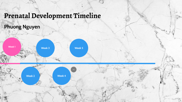 Prenatal Development Timeline by Phuong Nguyen on Prezi