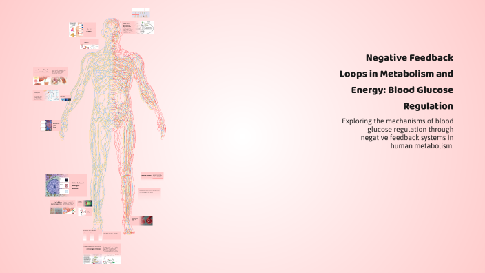 Negative Feedback Loops in Metabolism and Energy: Blood Glucose ...