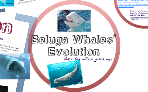 Beluga Whales' Evolution by Tuang Vesprasit on Prezi