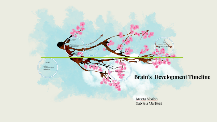 Brain Development Timeline by javiera Alcaino on Prezi