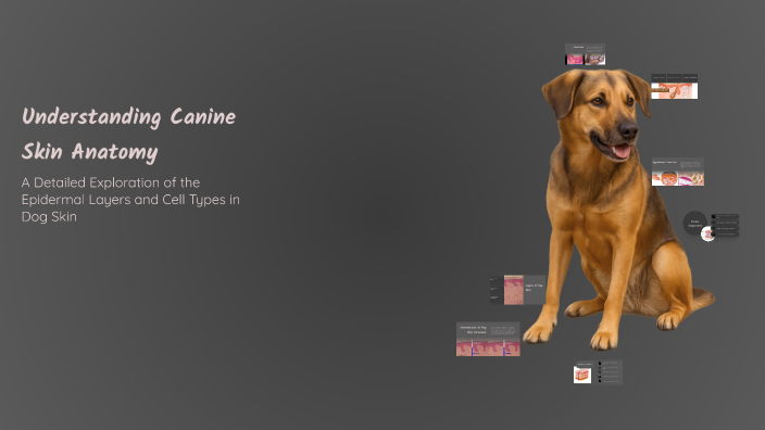 Understanding Canine Skin Anatomy by Piper Pittman on Prezi