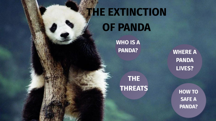 EXTINCTION OF PANDA by Valentino Mondini on Prezi