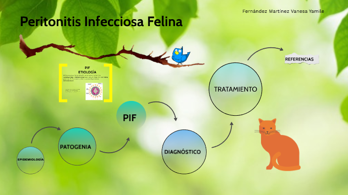 Peritonitis Infecciosa Felina by Vanesa Yamile Fernández Martínez on Prezi
