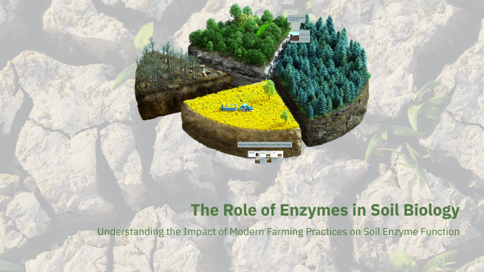 The Role of Enzymes in Soil Biology by Steve Long on Prezi