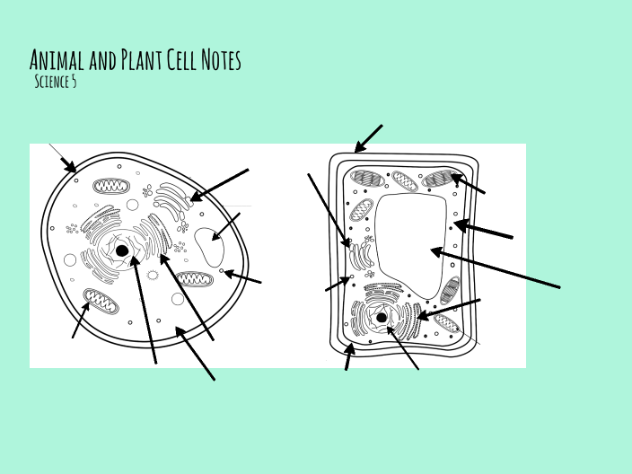 Animal and Plant Cell Notes by Madeline Bain on Prezi