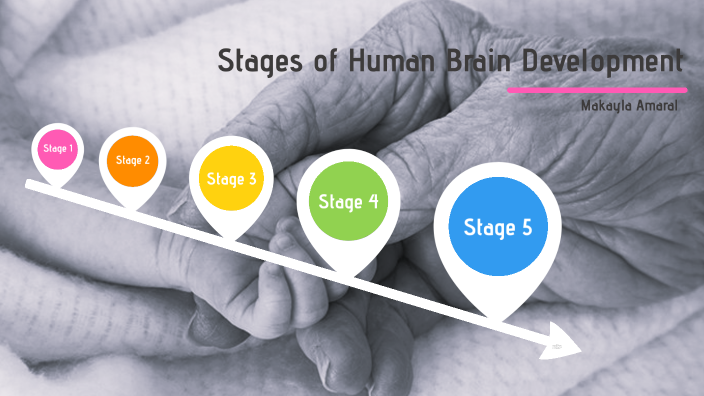 Stage of Human Brain Development by Makayla Amaral on Prezi