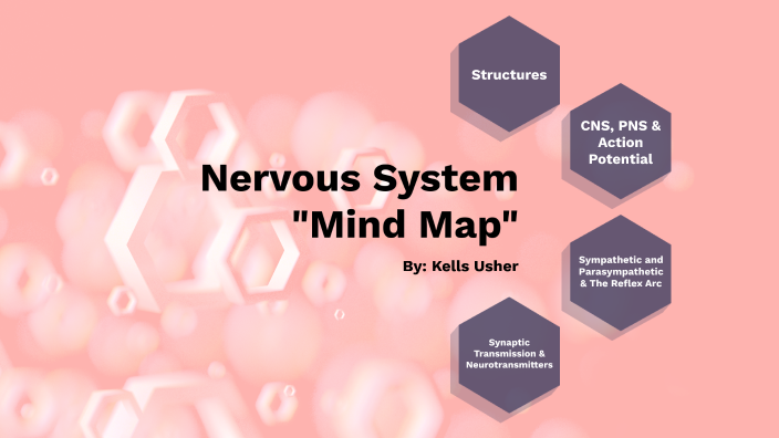 Nervous System Mind Map by Kells Usher on Prezi