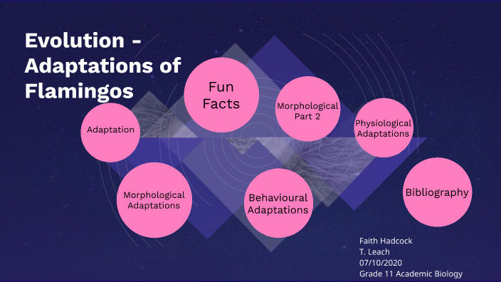 Adaptations of a Flamingo by faith mackenzie on Prezi