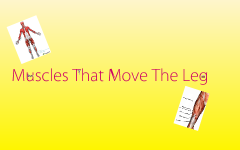 Muscles That Move The Leg by Amanda Robbins on Prezi