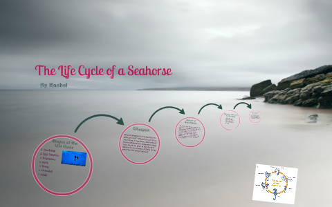 Life Cycle of a Seahorse by Rachel Clarke on Prezi
