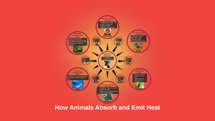 How Animals Absorb and Emit Heat by Loren Delbridge on Prezi