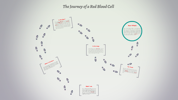 The Journey of a Red Blood Cell by charl drg on Prezi