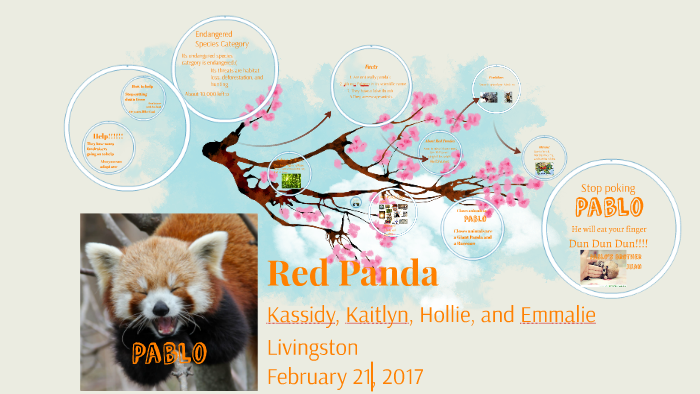 Red Panda by RTI Red Panda on Prezi