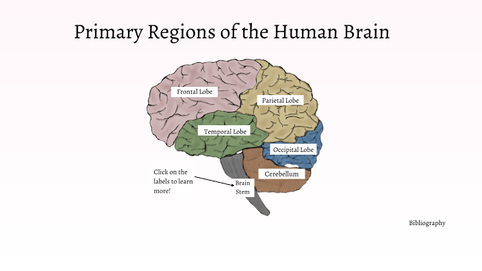 Digital Brain Anatomy Model by Samudra T on Prezi