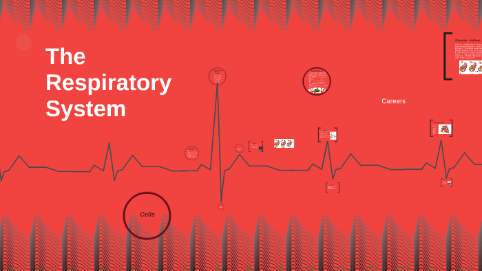 The Respiratory System by Megan Happ on Prezi