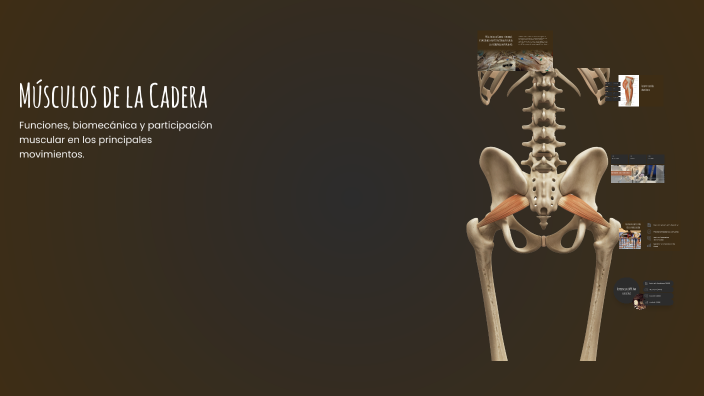 Músculos de la Cadera by Edgar Negrete Ortega on Prezi