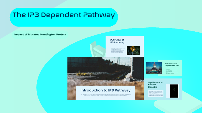 The IP3 Dependent Pathway by Sfundo Nxumalo on Prezi