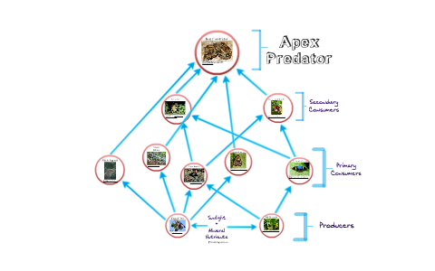 Boa food web by Marcelo Mejia on Prezi