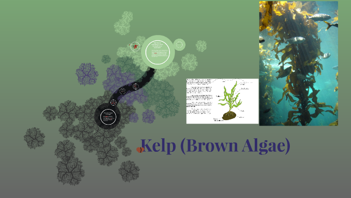Kelp (Brown Algae) by Karina Gonzalez on Prezi