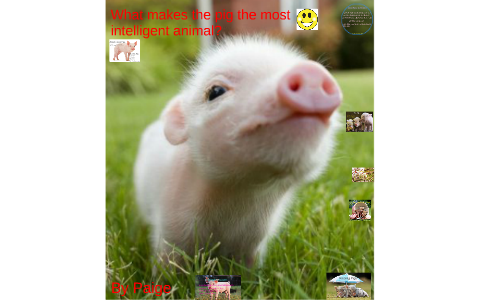 What makes the Pig the most intelligent animal? by Paige B on Prezi