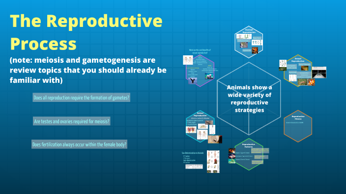 Chapter 7 The Reproductive Process by Peggy Wright on Prezi