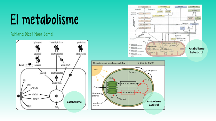 Metabolisme by Nora Jamal on Prezi