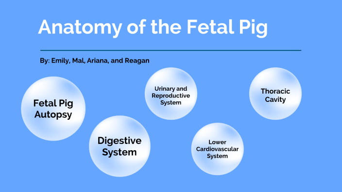 Anatomy of the Fetal Pig by Emily Johnson on Prezi