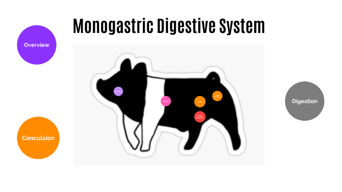 Monogastric Digestive System by Tristen Bremer on Prezi