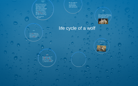 Life Cycle of a Wolf- Angel Garcia by angel gracia