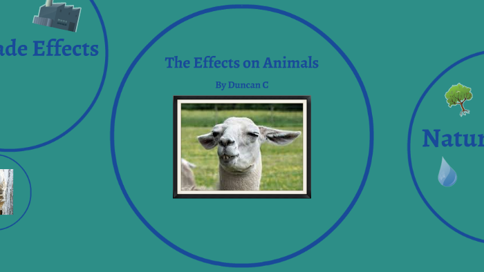 The Effects on Animals by Duncan C on Prezi