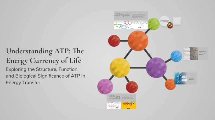 Understanding ATP: The Energy Currency of Life by Lizzy Gasta on Prezi