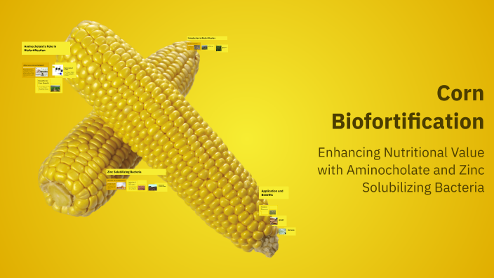 Corn Biofortification by Maryam Q5917 on Prezi