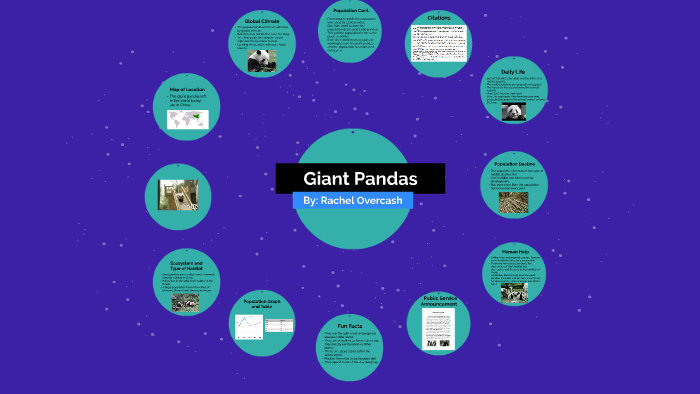 Giant Pandas by Rachel Overcash on Prezi