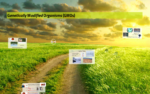 Genetically Modified Organisms (GMOs) by mr imhere on Prezi