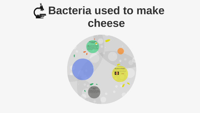 Bacteria used to make cheese by josh berthelet on Prezi