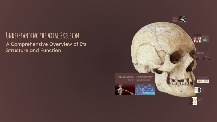 Understanding the Axial Skeleton by peyton strand on Prezi