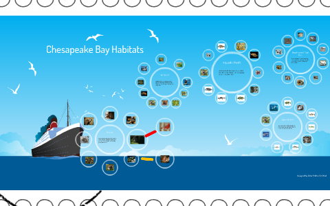 Chesapeake Bay Habitats by Hailey Strout on Prezi