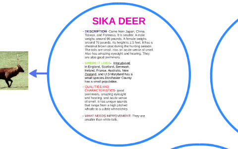 SILK DEER by Maeve Walsh on Prezi