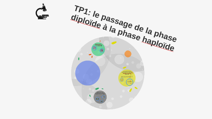 TP1: le passage de la phase diploïde à la phase haploïde by Miangaly ...
