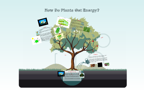 How Do Plants Get Energy? by Molly Elliott on Prezi