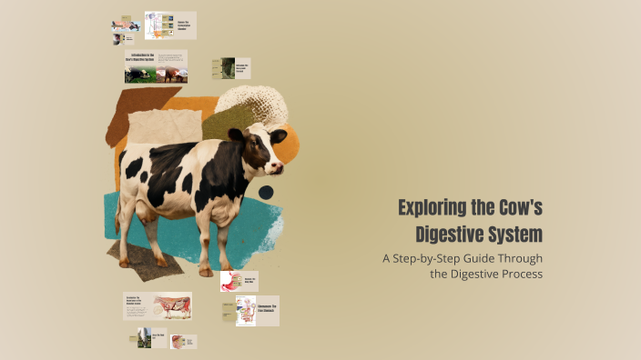 Exploring the Cow's Digestive System by Danielle Small on Prezi