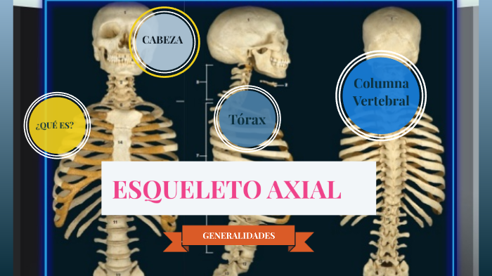 ESQUELETO AXIAL by Joel Villavicencio on Prezi