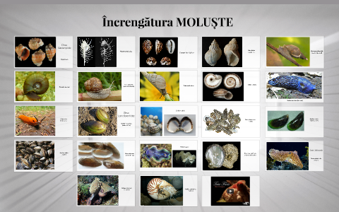 Încrengătura MOLUȘTE by Cruceanu Razvan on Prezi