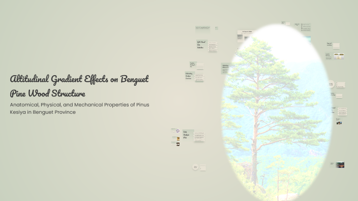 Altitudinal Gradient Effects on Benguet Pine Wood Structure by Michelle ...