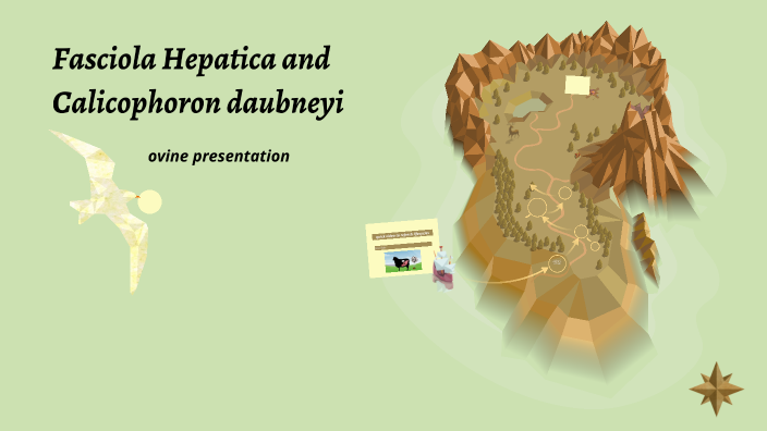 Fasciola Hepatica/Calicophoron daubneyi by conor mcmanus on Prezi