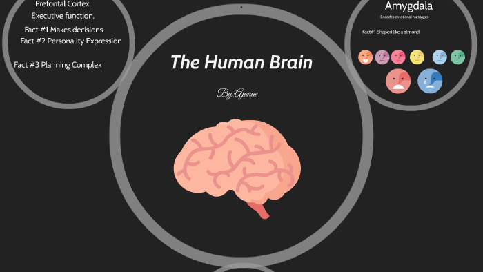 Ajanae The Human Brain by Kathryn Oberg on Prezi