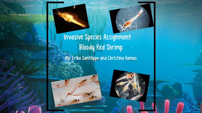 Invasive Species Assignment by Christina Hamou on Prezi