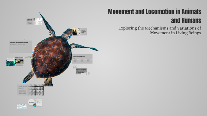 Movement and Locomotion in Animals and Humans by Zwe win Paing on Prezi