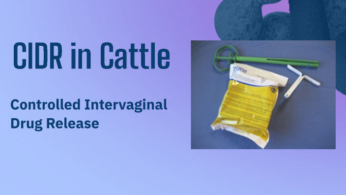 CIDR in Cattle by Sarah Hewitt on Prezi