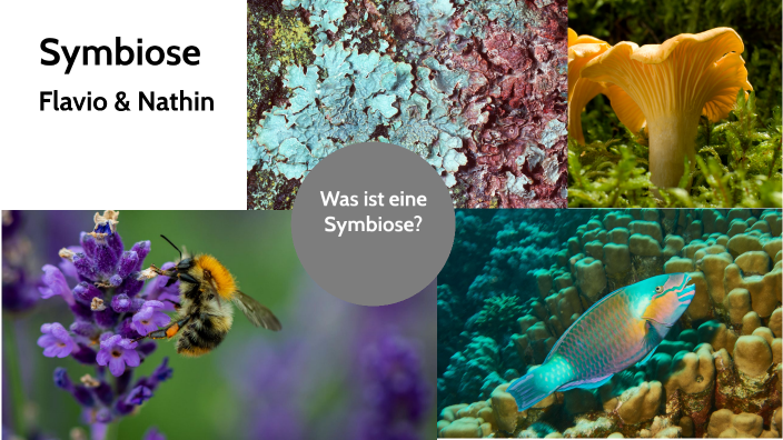 Symbiose by Nathin Navagan on Prezi